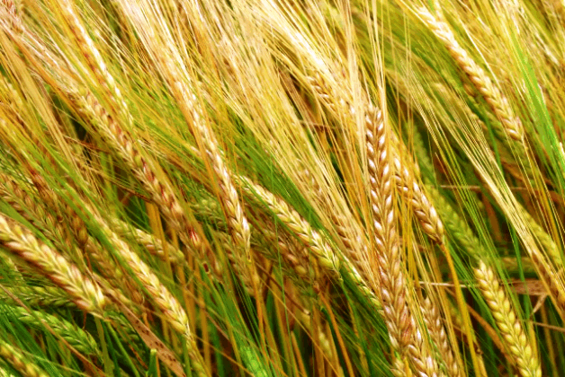 Cebada: Tendencia bajista en el mercado mundial | Imperio Agroganadero